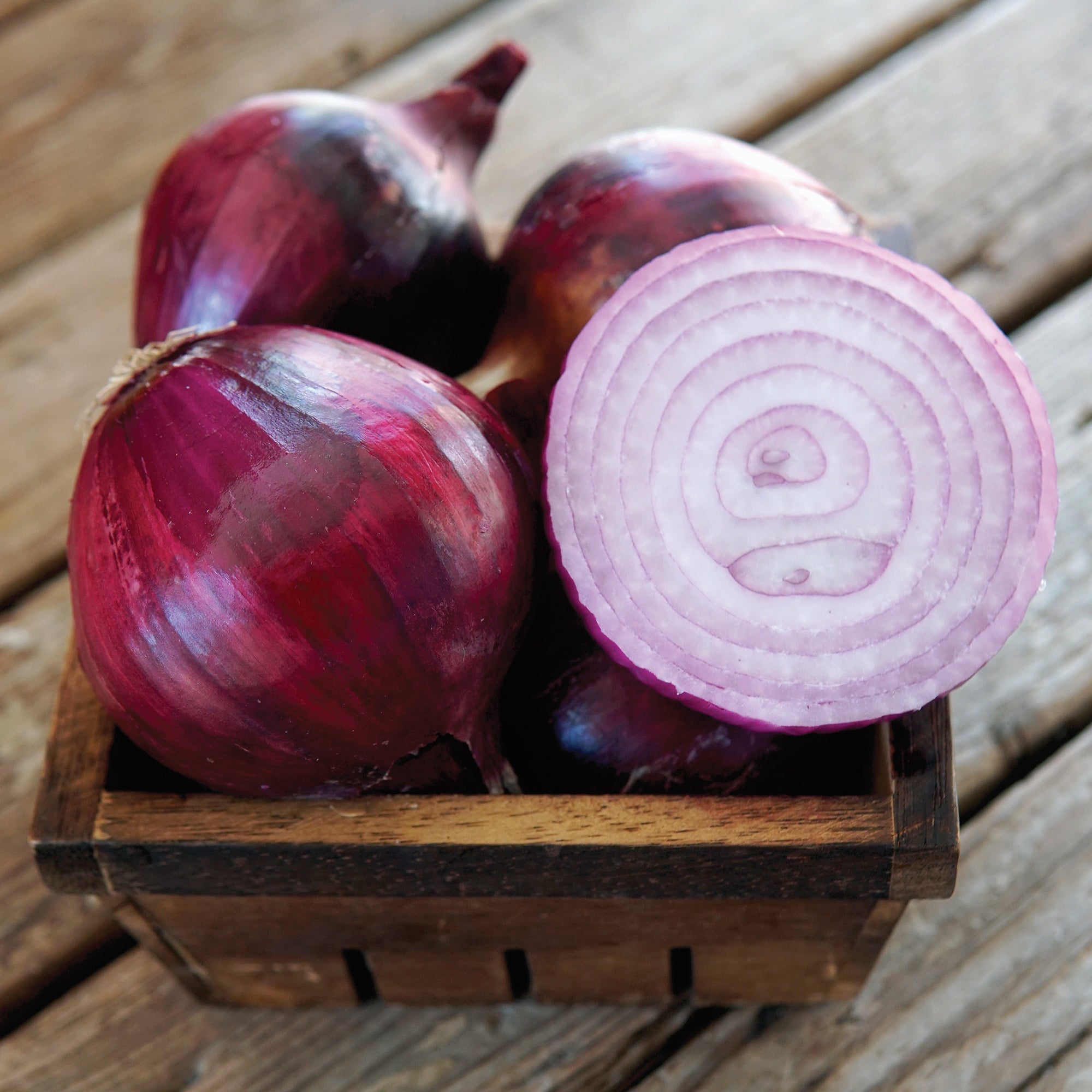 Onions | Territorial Seed