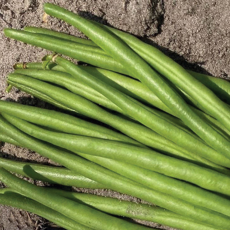 Edison French Filet Bean Seed | Territorial Seed