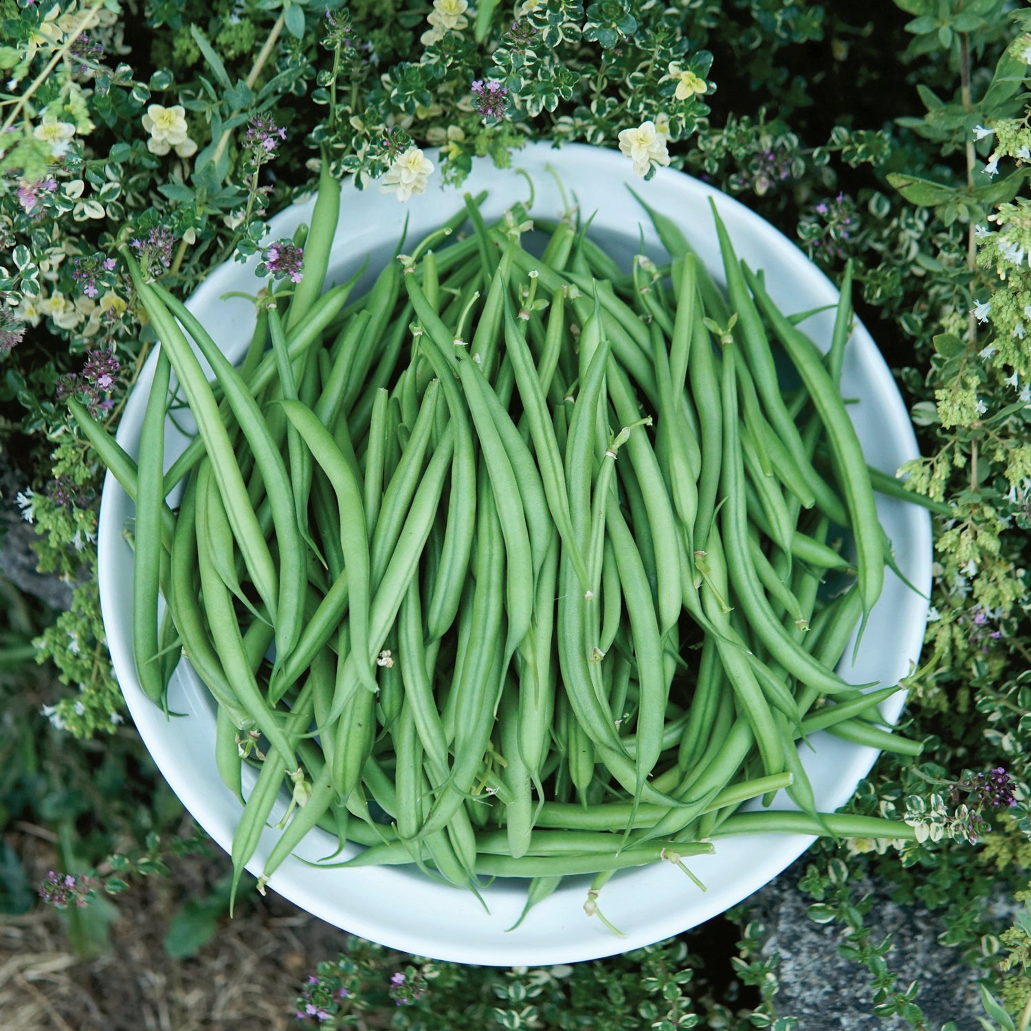 Edison French Filet Bean Seed | Territorial Seed