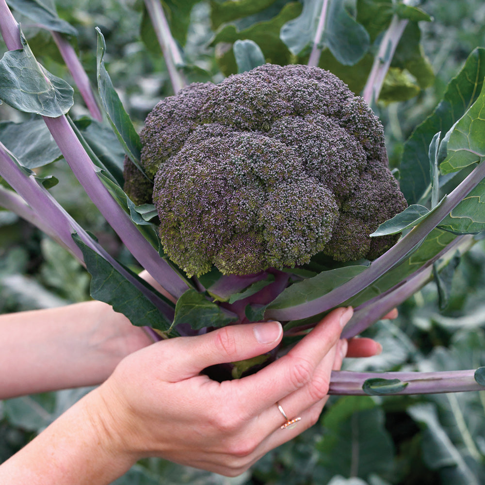 Purple Magic Broccoli Seed | Territorial Seed