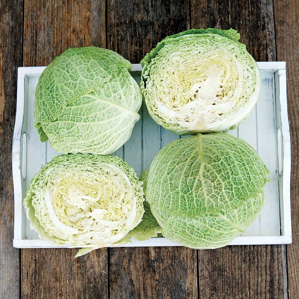 Tundra Cabbage Seed | Territorial Seed