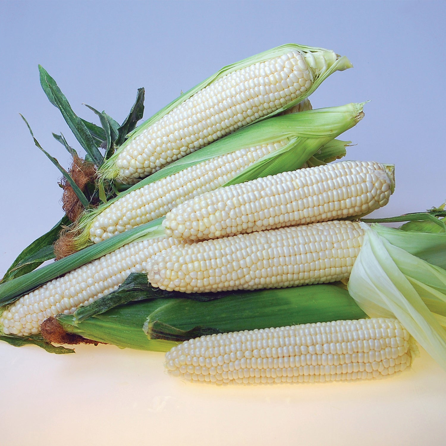 Eden Seed Corn | Non-GMO Corn Seed for Planting | Territorial Seed