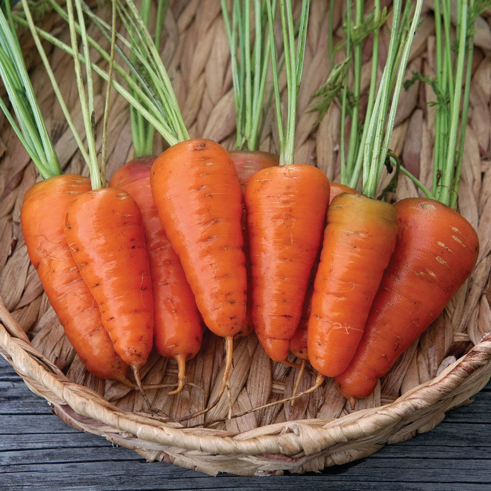 Coventry Carrot Seed | SEED / 1 gram SOLD OUT | Territorial Seed