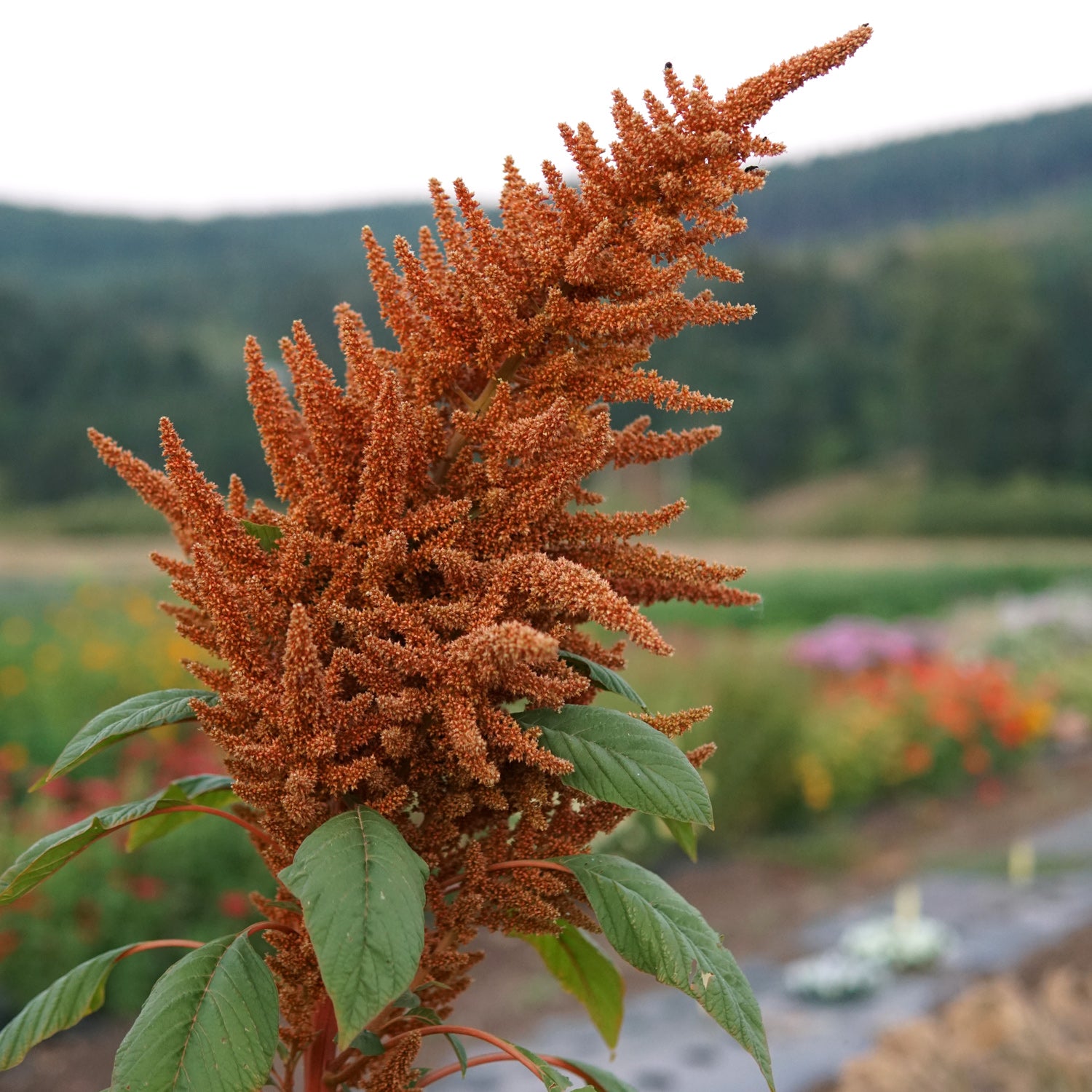 Golden Giant Amaranth | SEED / 1 gram | Territorial Seed