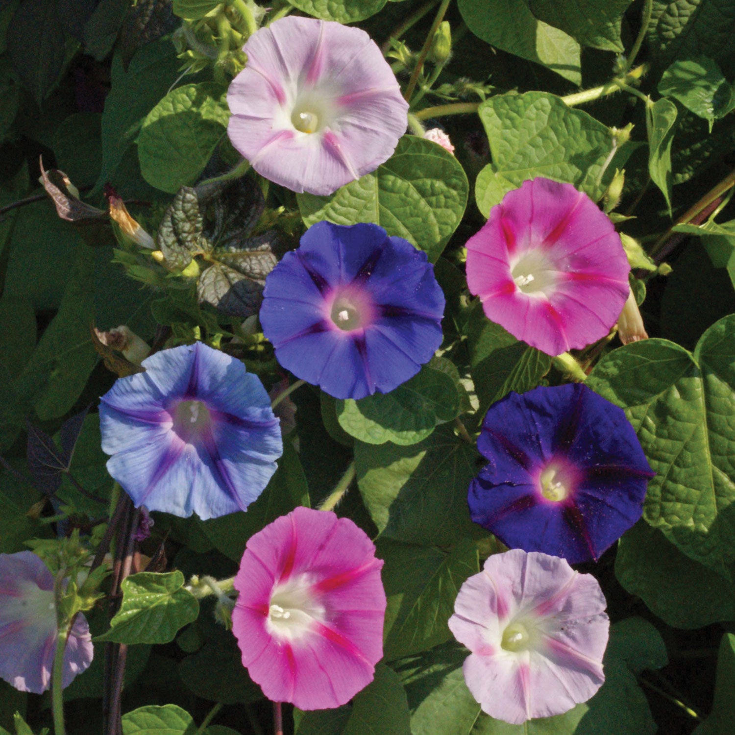 TALL MIX | SEED / 1/2 ounce SOLD OUT | Territorial Seed
