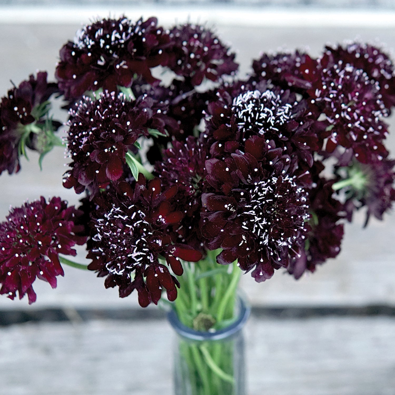 Black Knight Scabiosa Flower Seed | Territorial Seed