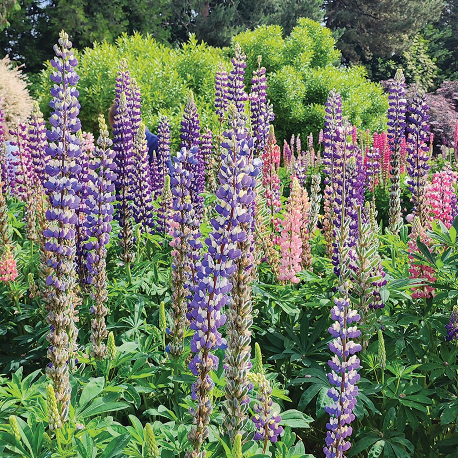 Lupine Russell Mix Flower Seed | SEED / 1 gram | Territorial Seed