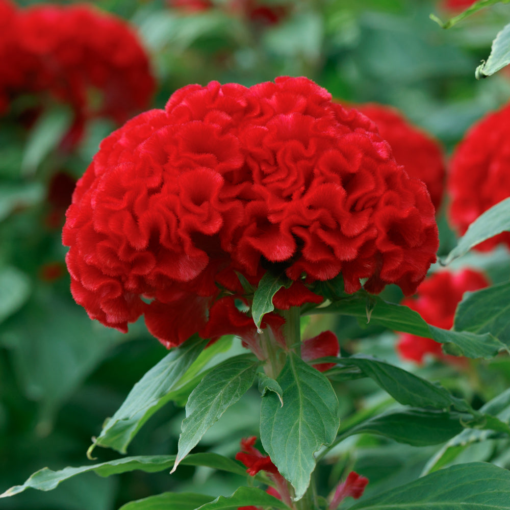 Chief Fire Celosia Flower Seed | SEED / 1,000 seeds | Territorial Seed