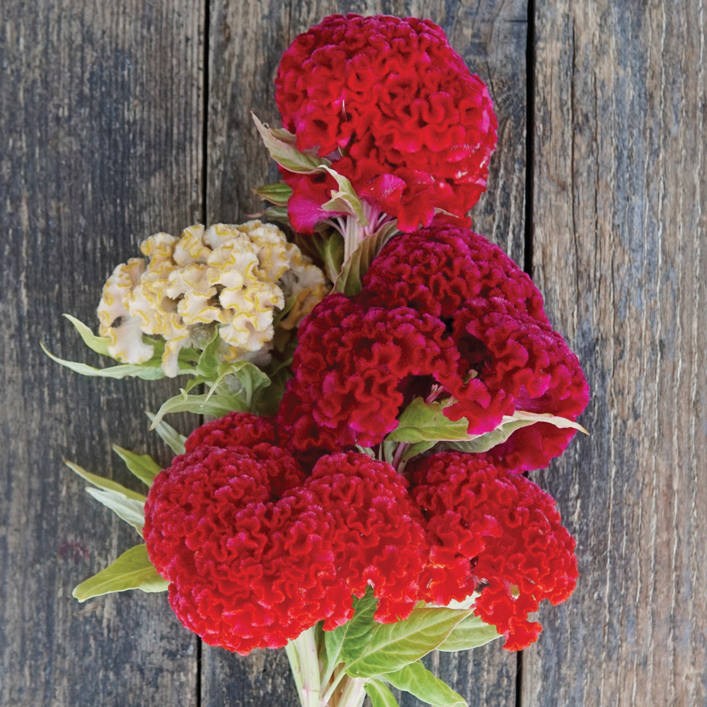 Chief Mix Celosia Flower Seed | SEED / 100 seeds | Territorial Seed