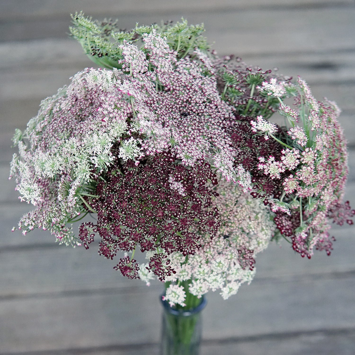 Queen Anne's Lace Flower Seed | Dara Seed | SEED / 50 seeds ...