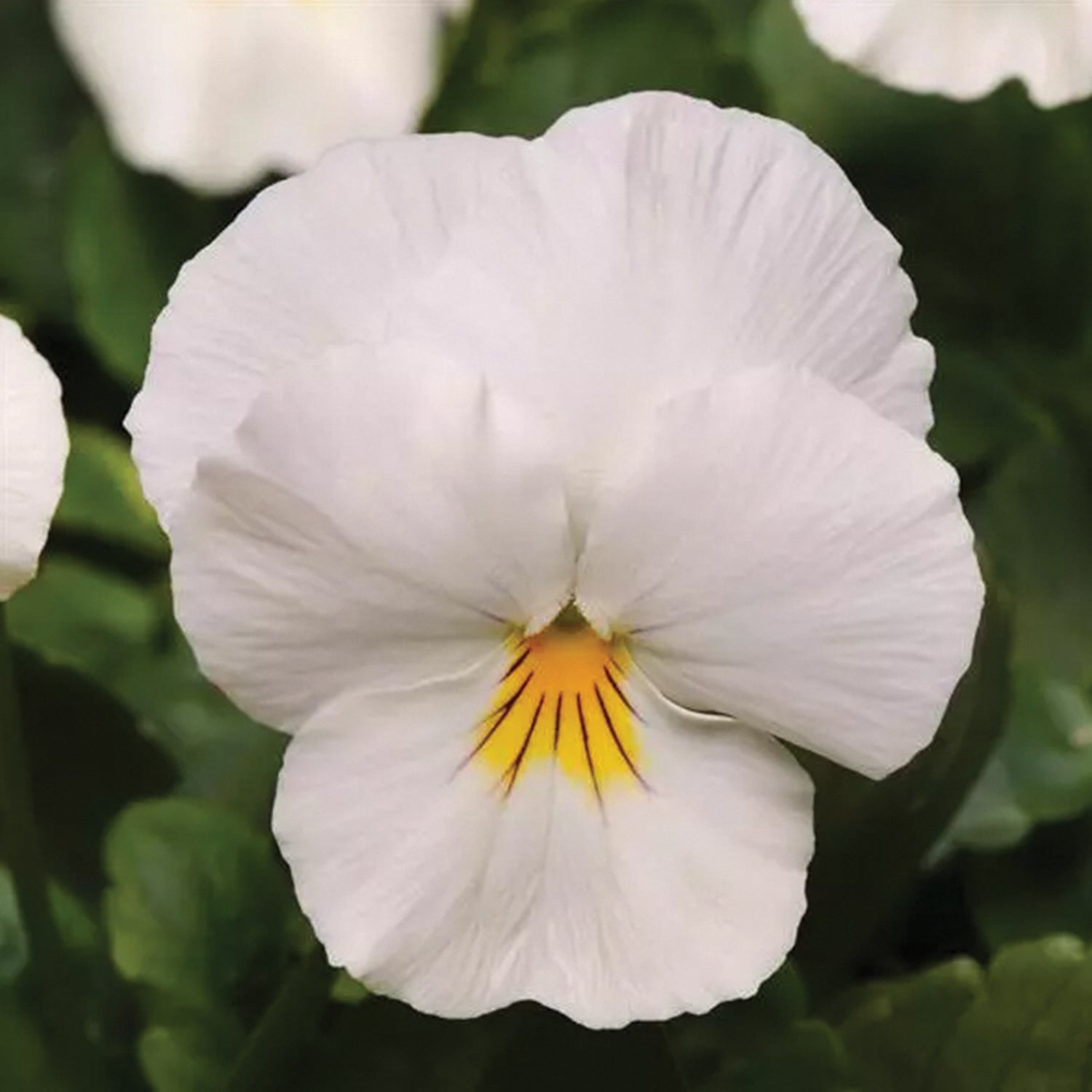 Cool Wave® White Pansy Flower Seed | SEED / 50 seeds | Territorial Seed