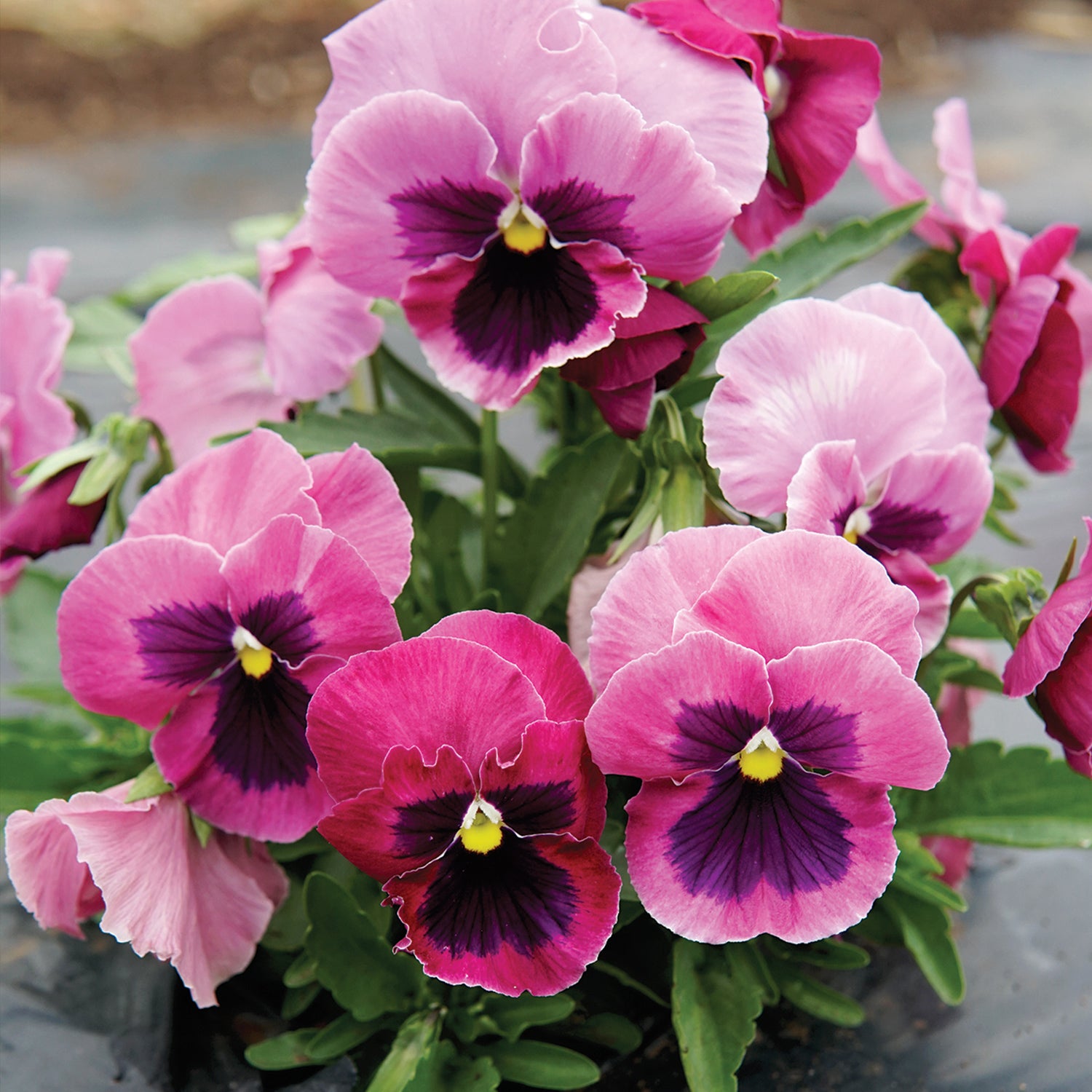 Matrix® Rose Blotch Pansy Flower Seed | Territorial Seed