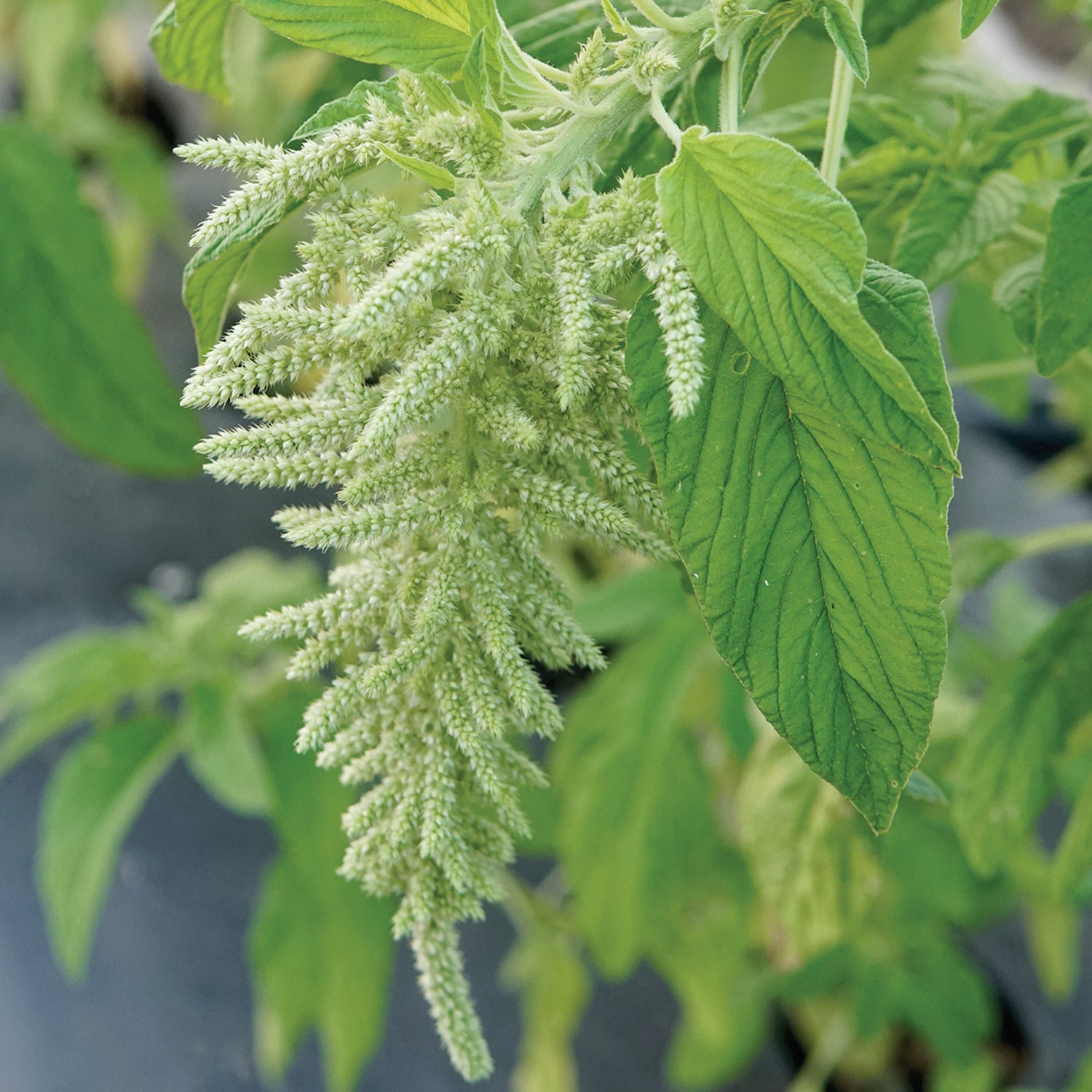 Green Tails Amaranth Seed | Territorial Seed