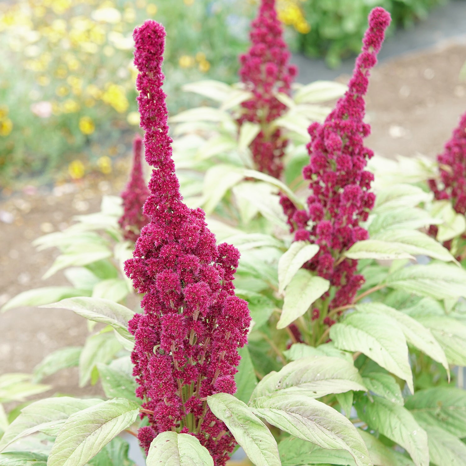 Elephant Head Amaranth Seed | SEED / 1 gram SOLD OUT | Territorial Seed