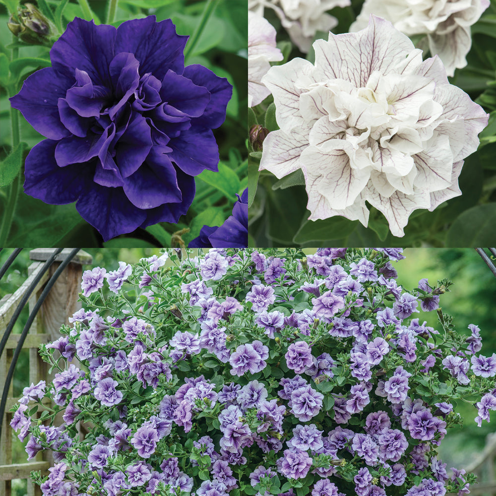 Tumbelina Petunia Collection | Double Trailing | Perfect for Hanging ...