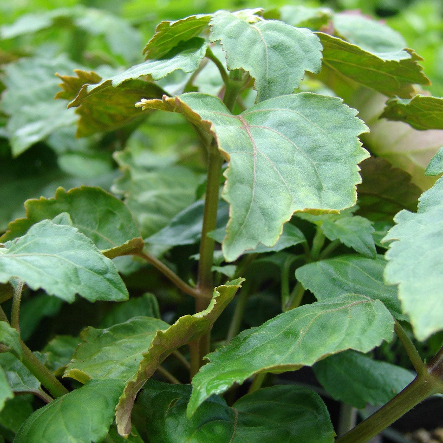 Patchouli | TRANSPLANT / SHIPS FIRST HALF OF MAY SOLD OUT | Territorial ...