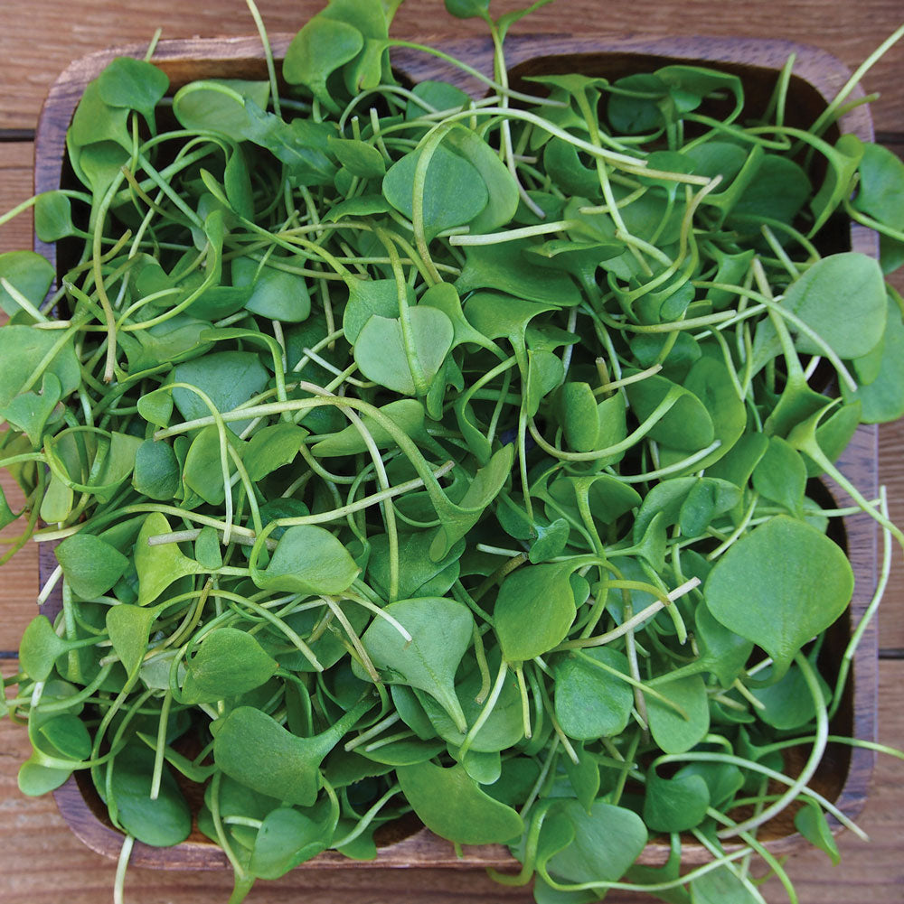 Watercress Cress Seed | Territorial Seed