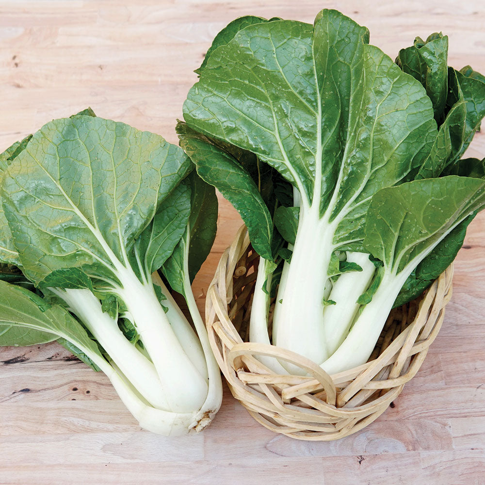 KING CHOI | SEED / 250 seeds SOLD OUT | Territorial Seed