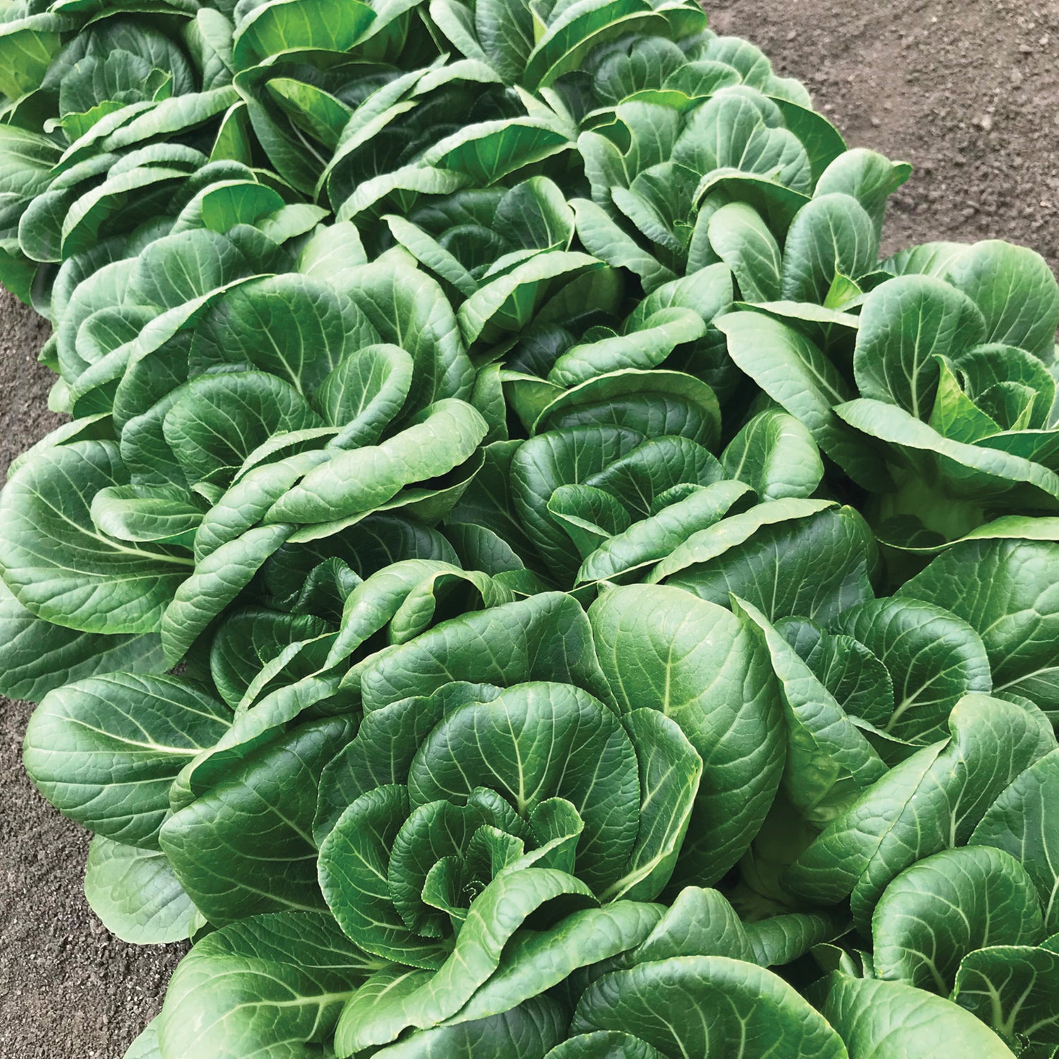 Ewok Pak Choi Seed | Good Bolt Resistance & High Yields | SEED / 1 gram ...