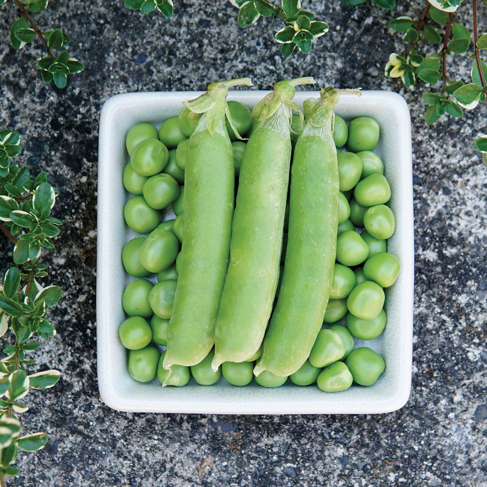 Different Types Of Green Peas How To Grow Supersweet Snap Peas Fine
