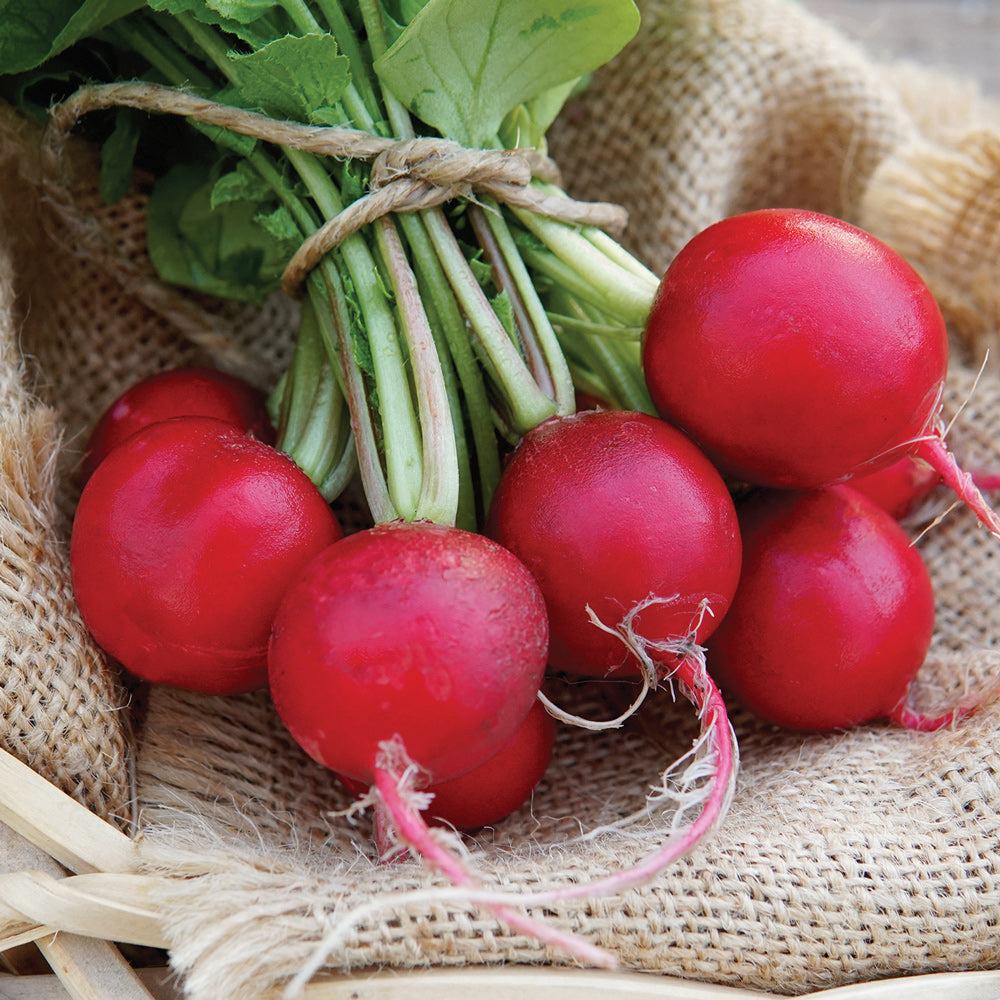 Cherry Belle Radish Seed | Territorial Seed