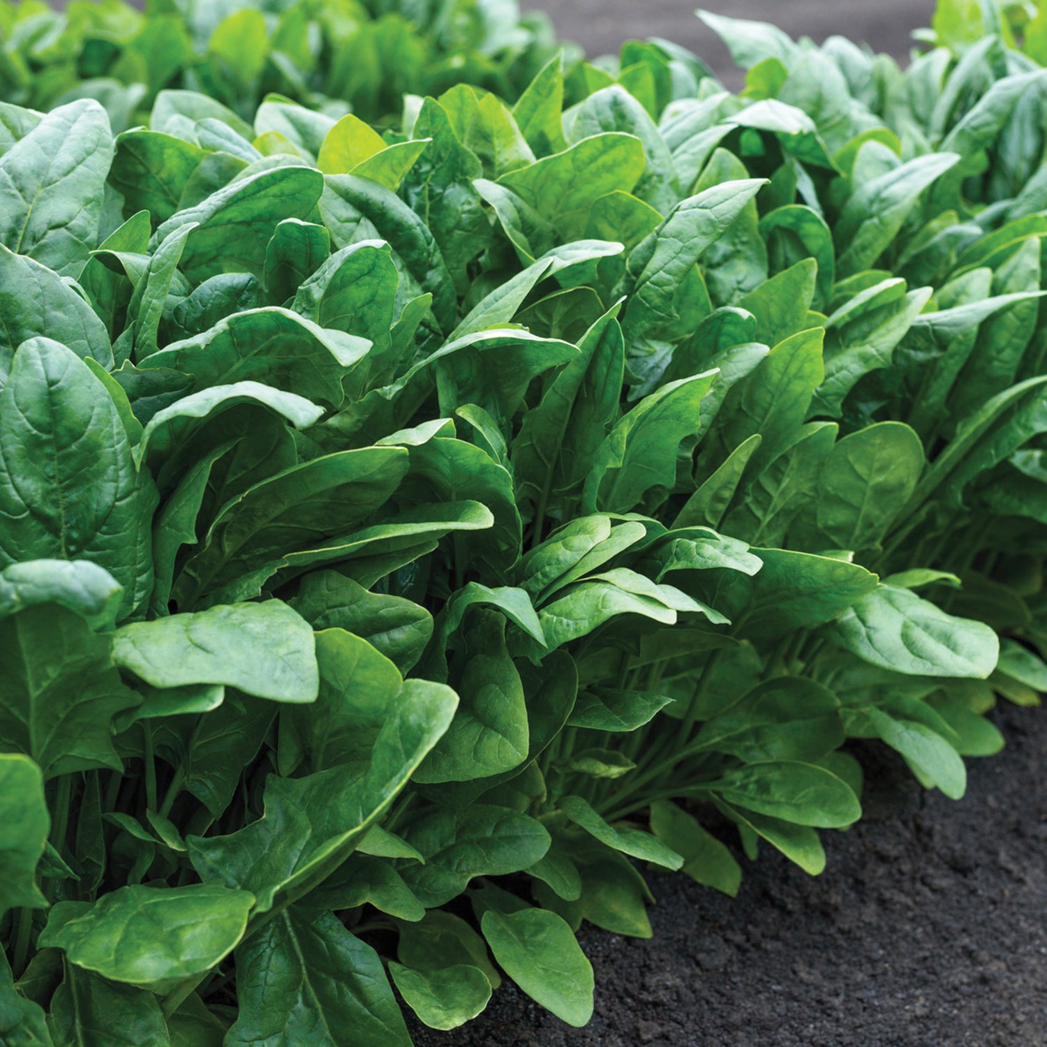 Imperial Valley Spinach Seed | Asian Style & Quick Growing | SEED / 5 ...