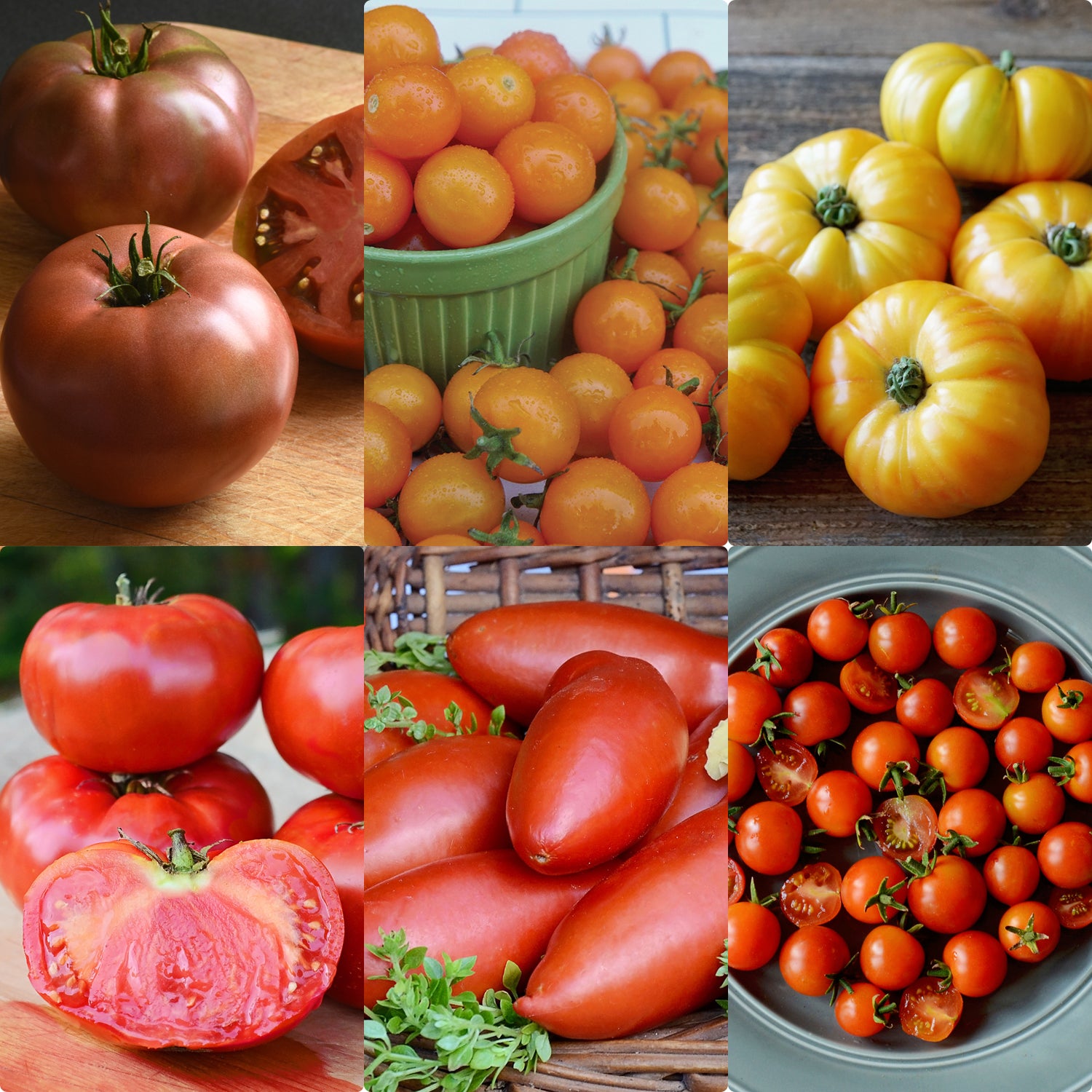 Modern Tomato Collection | 6 Popular Modern Tomato Transplants ...