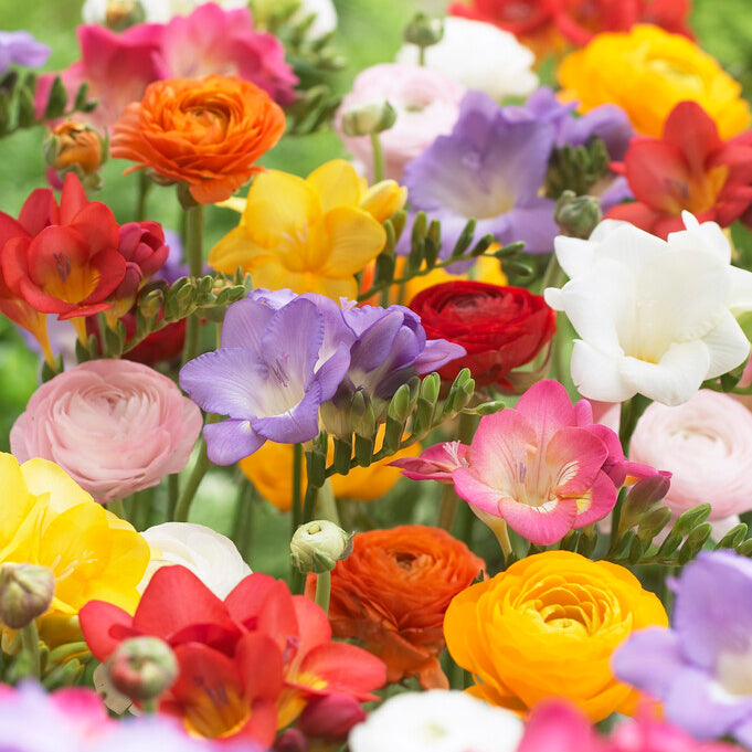 Happy Summer Ranunculus/Freesia Mix | BULB / 25 bulbs SOLD OUT ...