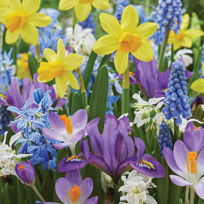 Spring Flower Oasis Blend Bulbs | Territorial Seed