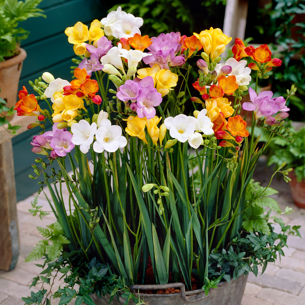 MIXED SINGLE | BULB / 10 bulbs | Territorial Seed