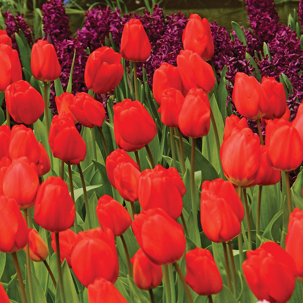 Darwin Oxford Red Tulip Bulbs | Territorial Seed