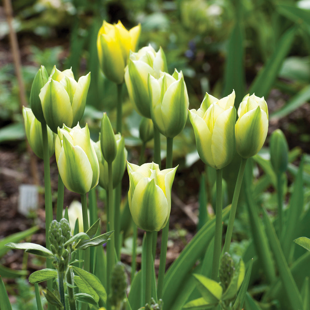 Formosa Tulip Bulbs | Territorial Seed