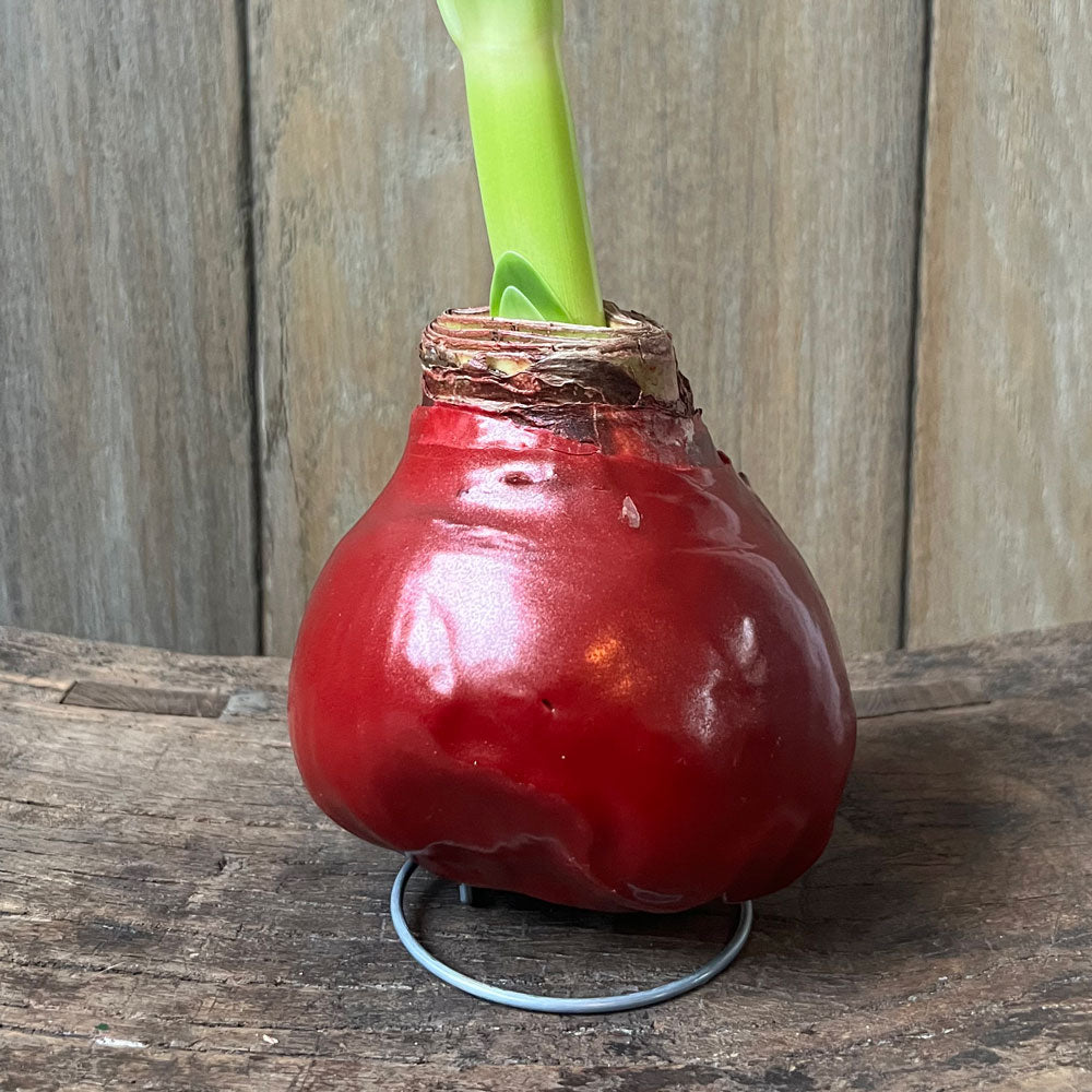 SHINY WAX AMARYLLIS | BULB / 1 Copper Wax Bulb SOLD OUT | Territorial Seed