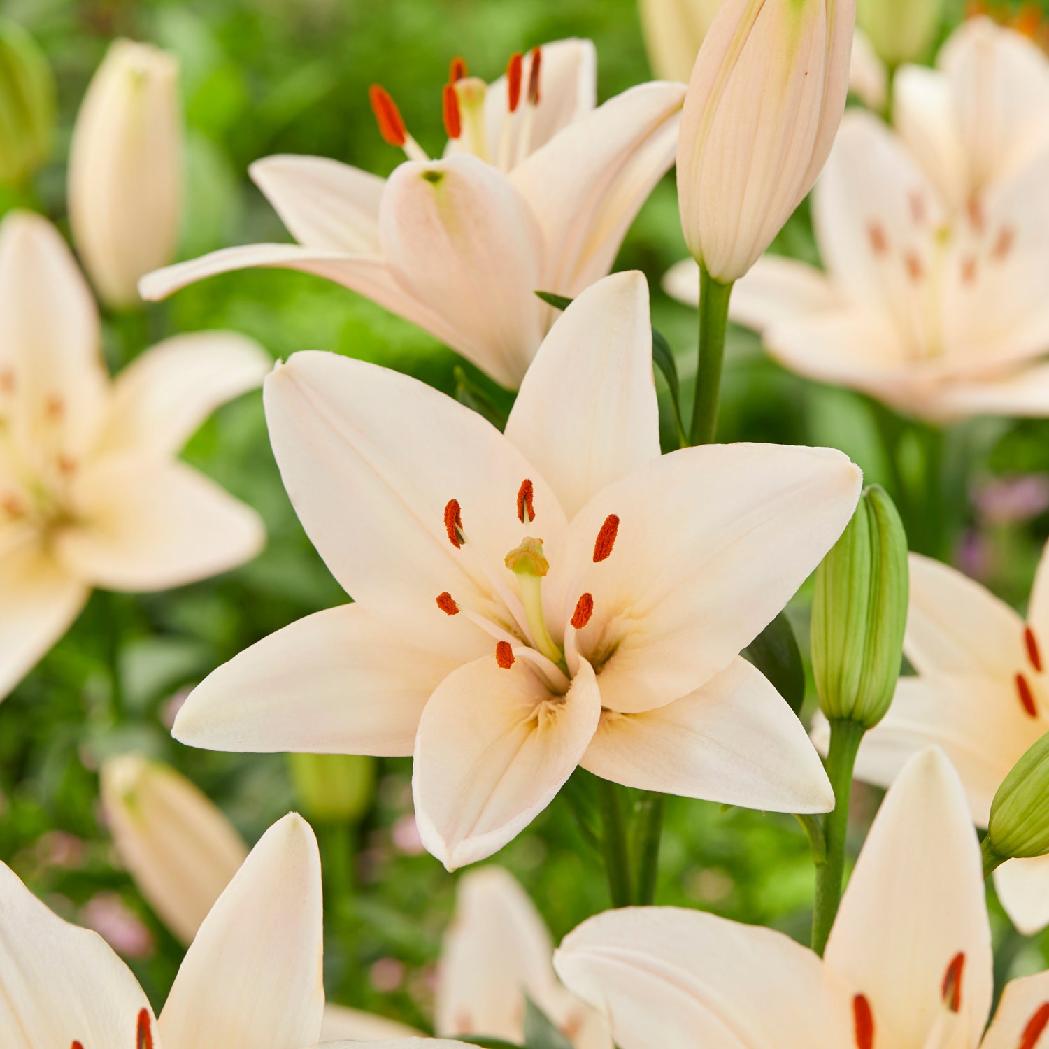 Coral County Lily | BULB / 3 bulbs SOLD OUT | Territorial Seed