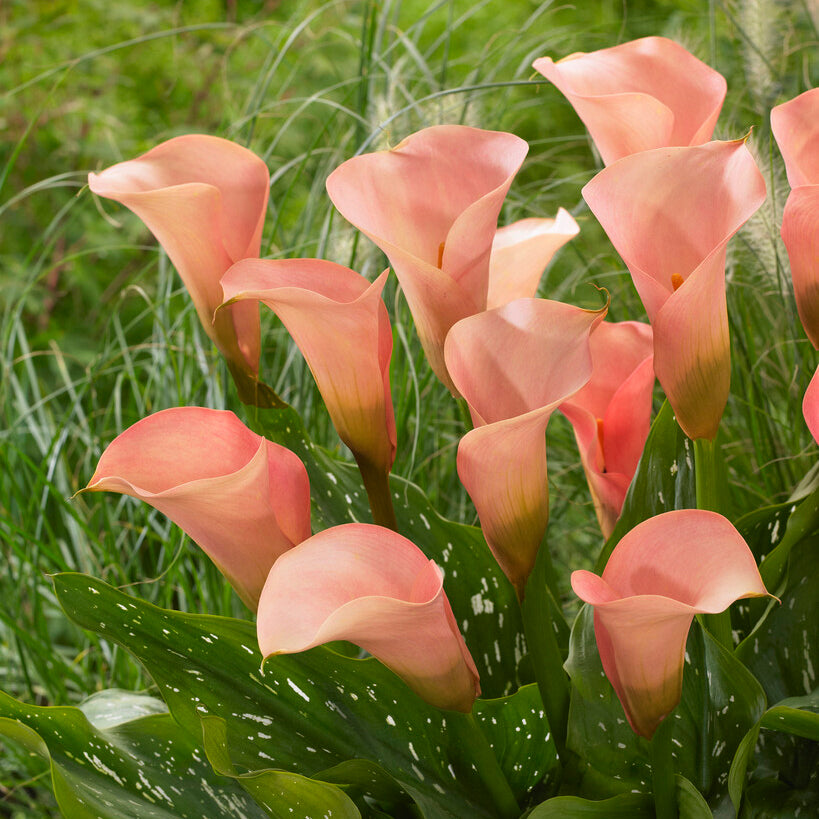 PEACH PEARL | BULB / 3 bulbs SOLD OUT | Territorial Seed