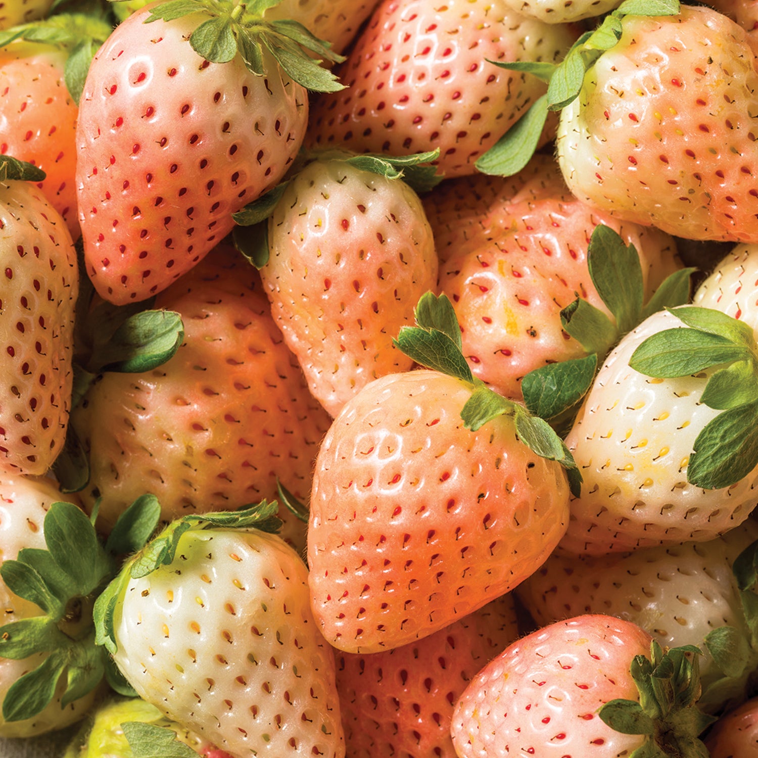 Flamingo Strawberry Plant | Grow Your Own Pink Strawberry | BARE ROOT ...