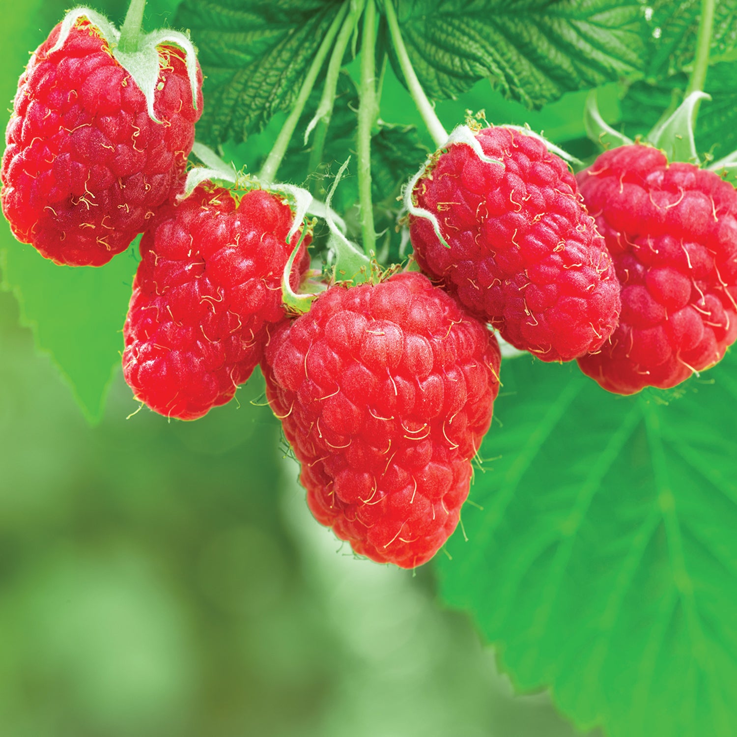 Crimson Giant Raspberry Plant | Late season with large Fruit ...