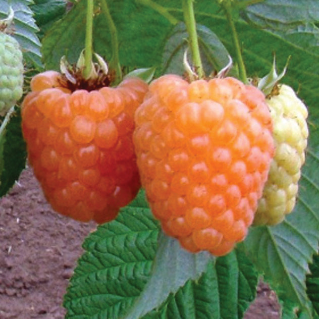 CASCADE GOLD | PLANT / 1 plant | Territorial Seed