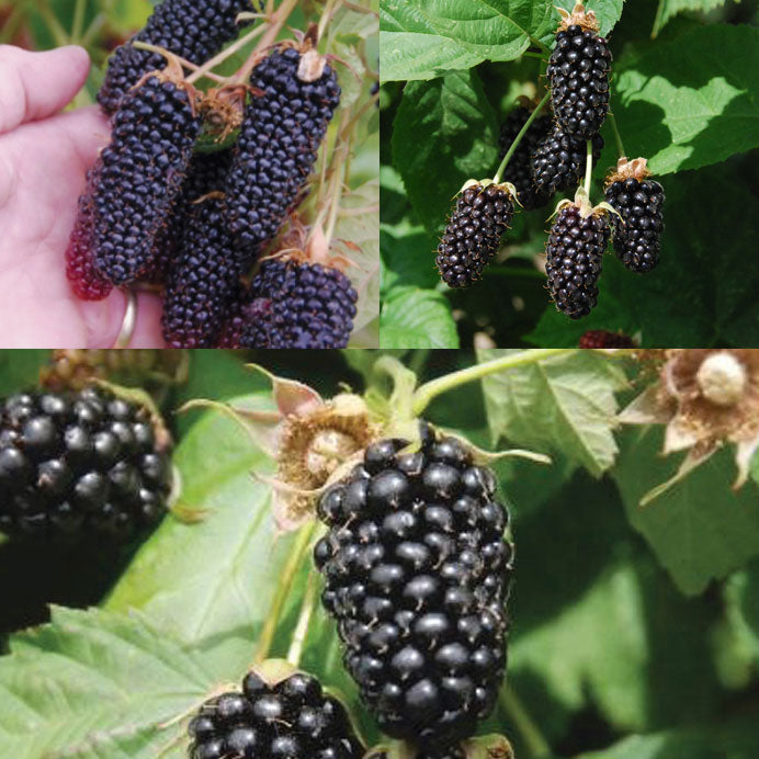 COLUMBIA COLLECTION | PLANT / 6 plants SOLD OUT | Territorial Seed