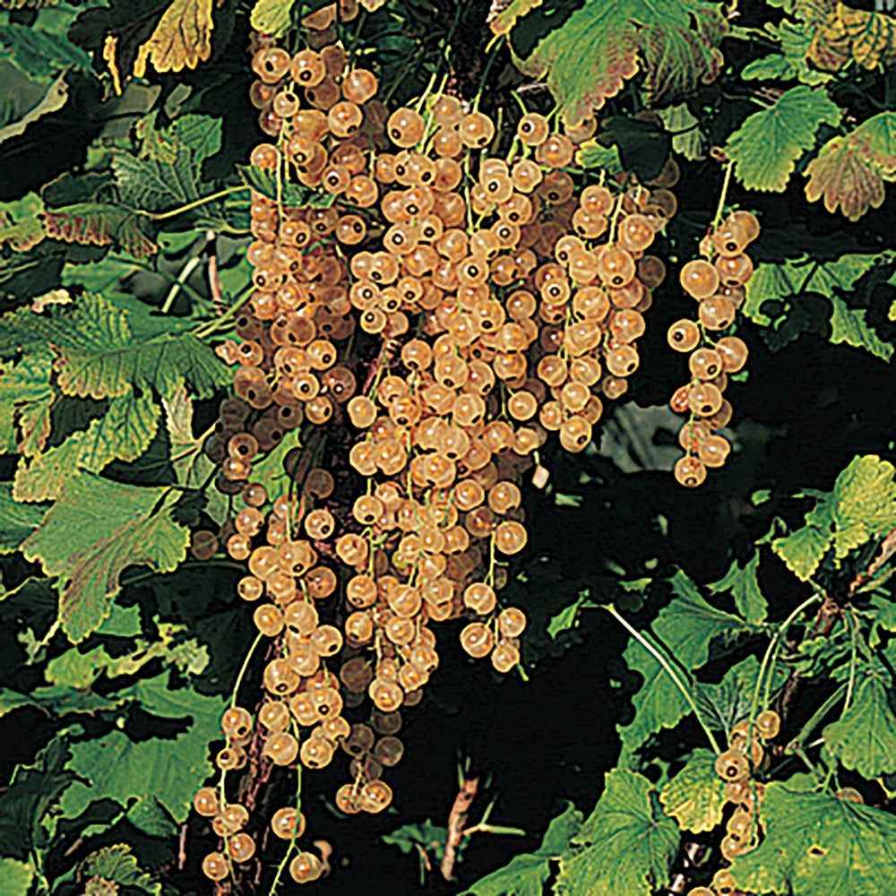 White Pearl Currant Plant | Bare Root | Classic White Currant Berries ...
