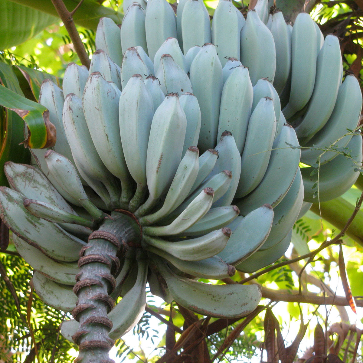 Ice Cream Banana Tree | PLANT / 1 plant SOLD OUT | Territorial Seed
