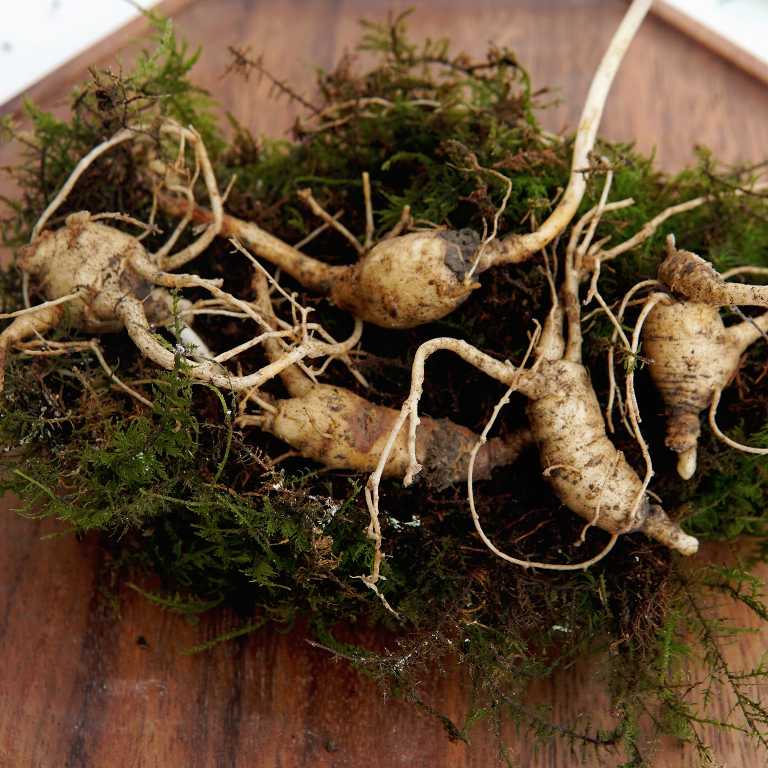 AMERICAN GINSENG ROOTLETS | BARE ROOT / 5 rootlets SOLD OUT ...