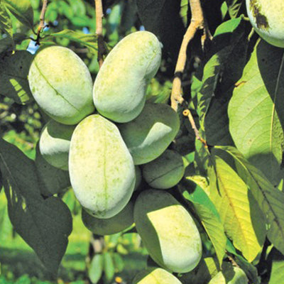 KSU ATWOOD™ | PLANT / 1 plant SOLD OUT | Territorial Seed