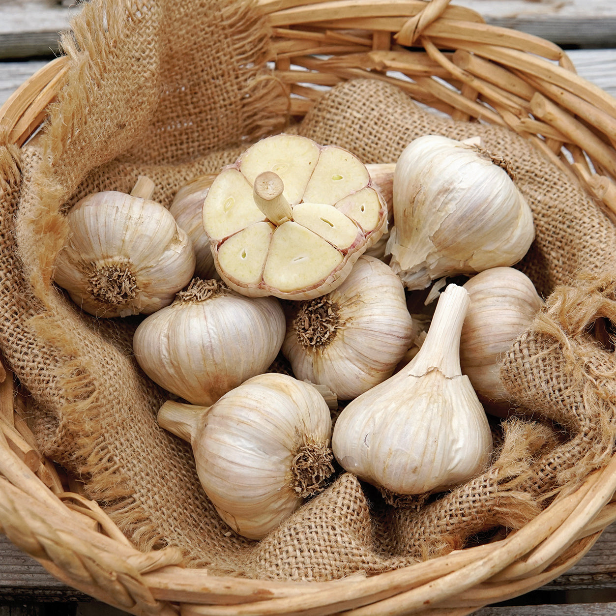 Premium Northern White Garlic | GARLIC / 1 pound | Territorial Seed