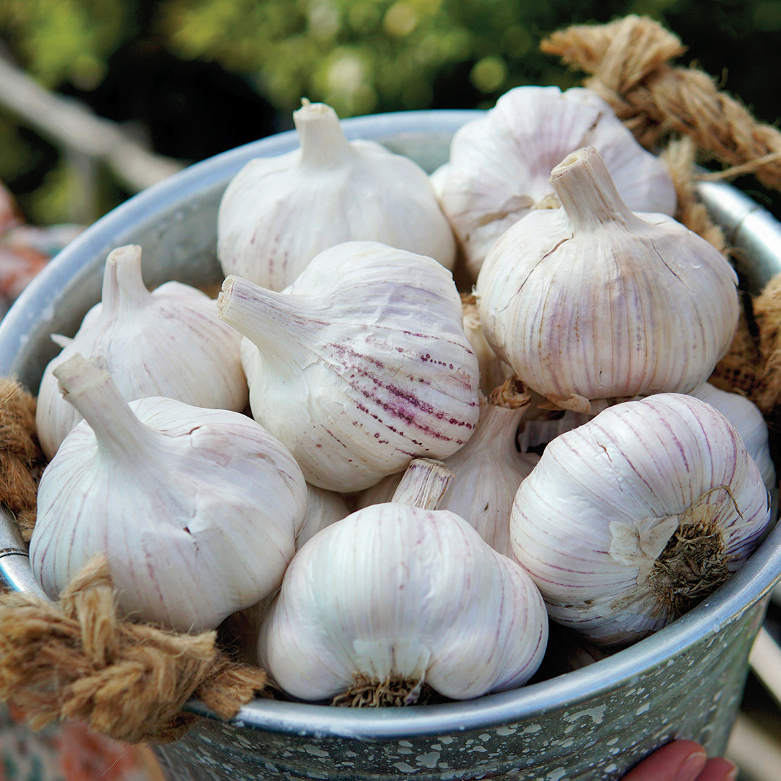 Early Red Italian Garlic Organic Garlic | GARLIC / 8 ounces ...