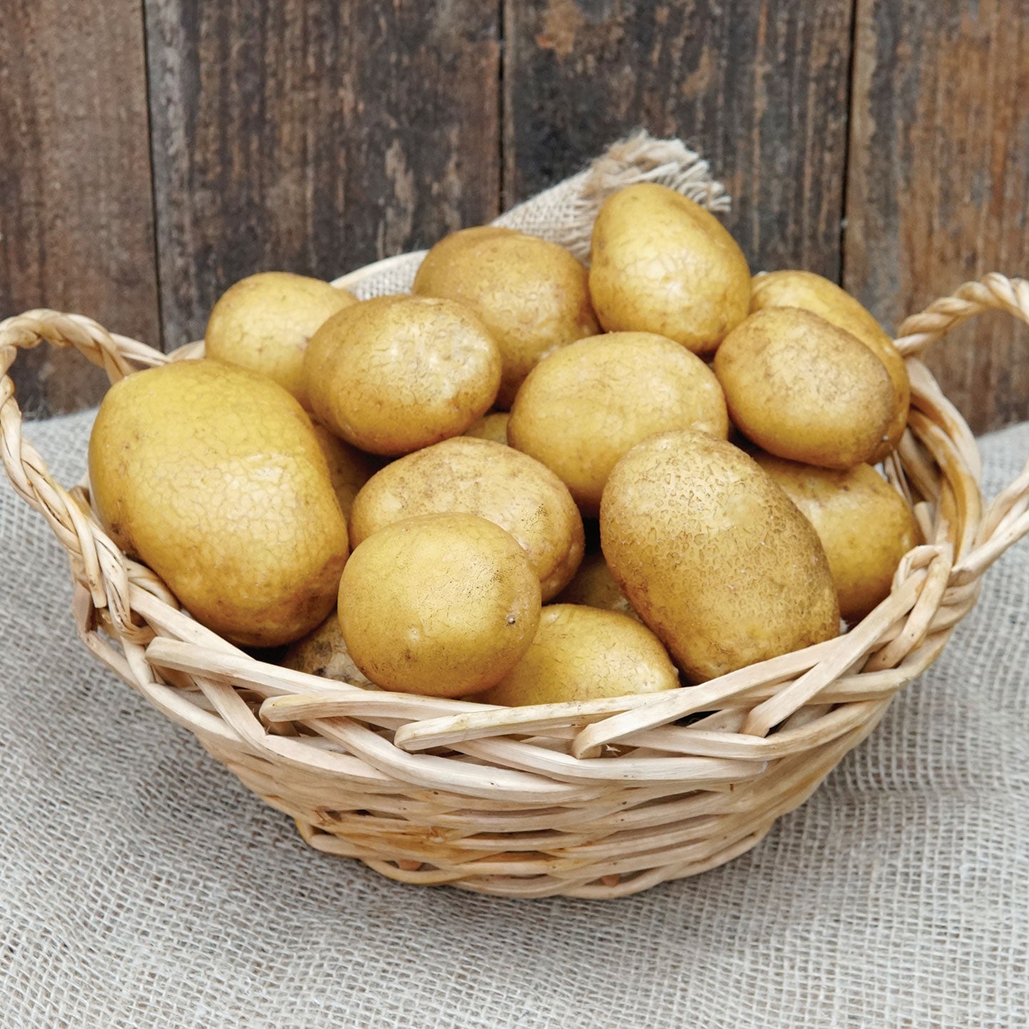 German Butterball Seed Potato | ORGANIC POTATO / 2 pounds SOLD OUT ...
