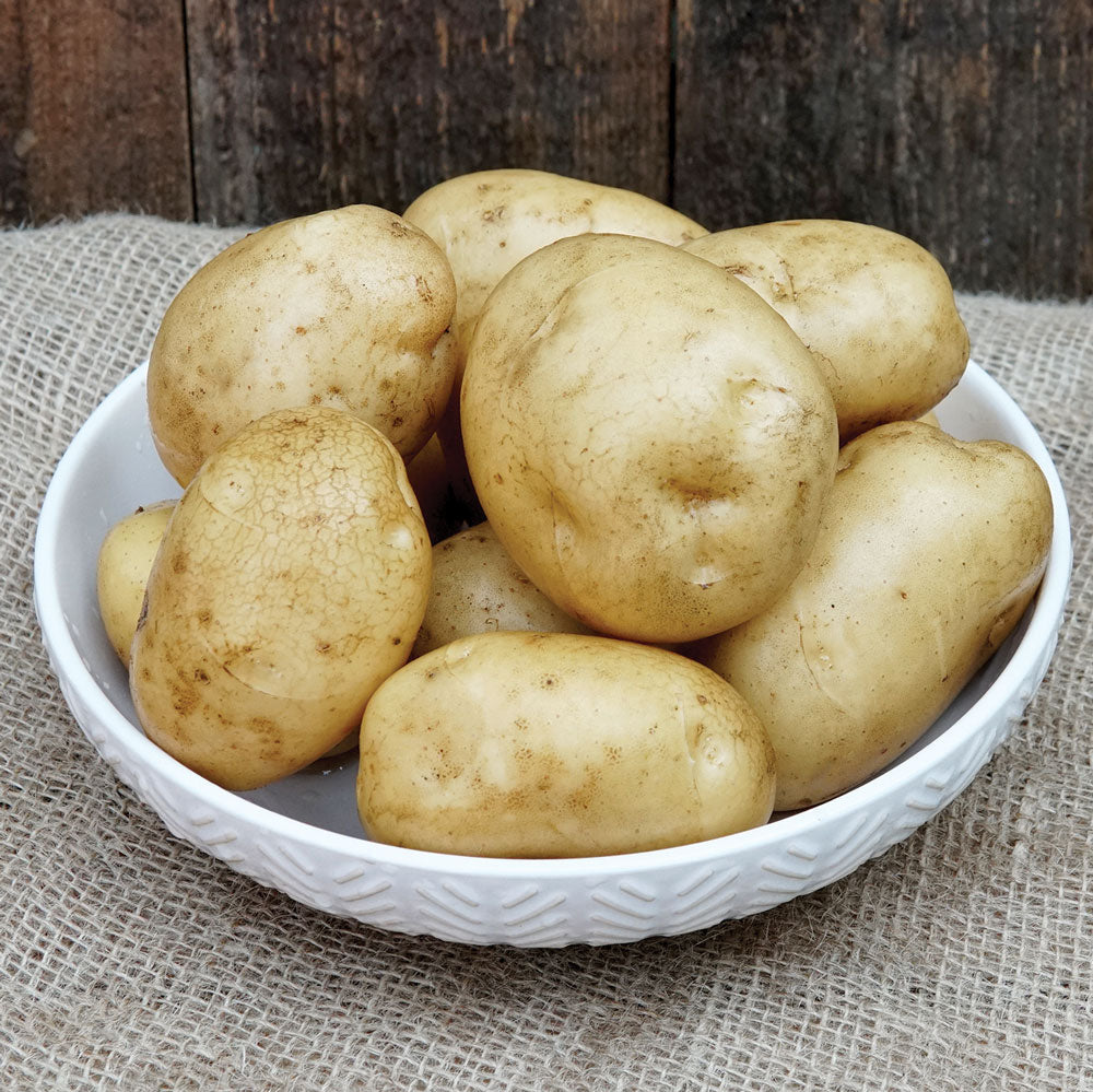 Kennebec Potato Tubers | Seed Potatoes for Planting | 2lbs | ORGANIC ...