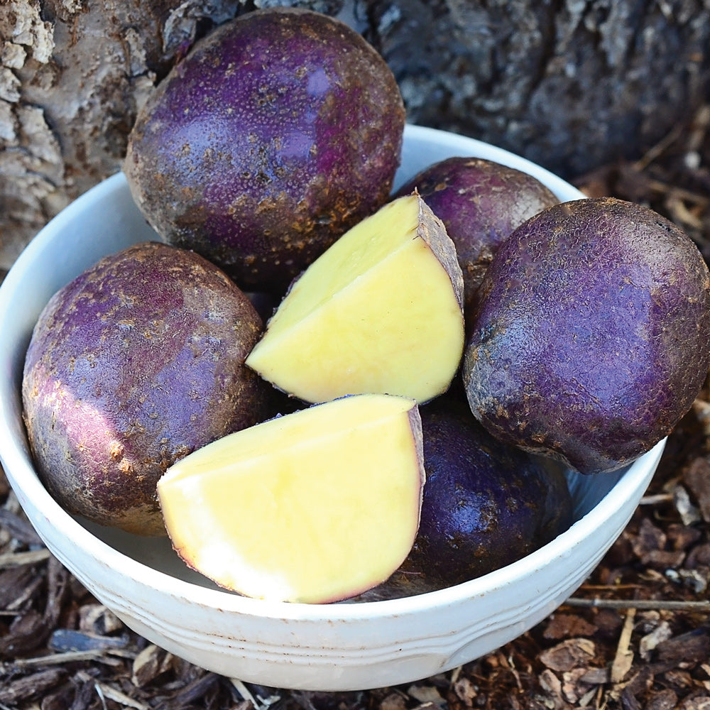 Huckleberry Gold Potato | ORGANIC POTATO / 2 pounds SOLD OUT ...