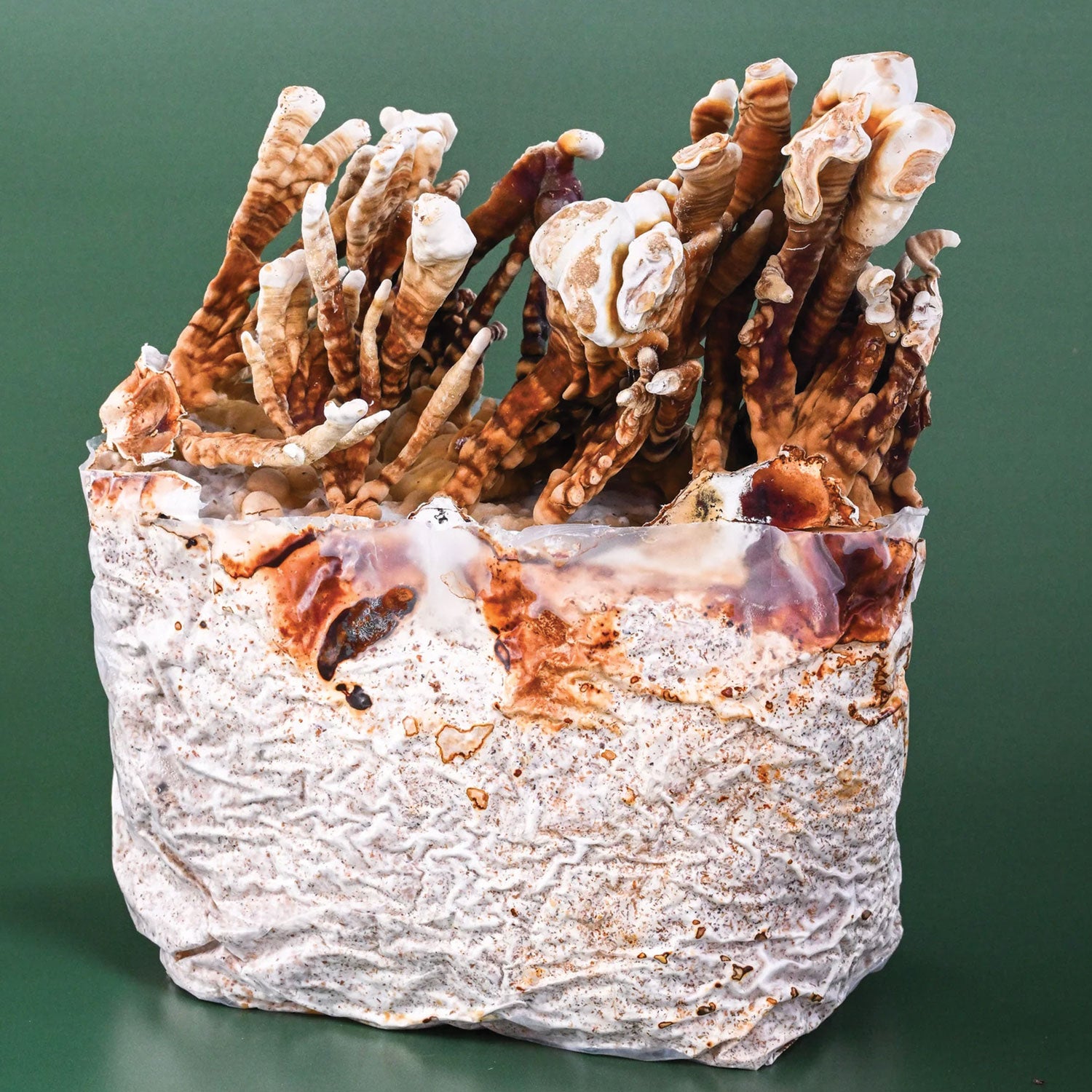 REISHI ANTLER | SELECT OPTION / 1 Organic Kit | Territorial Seed