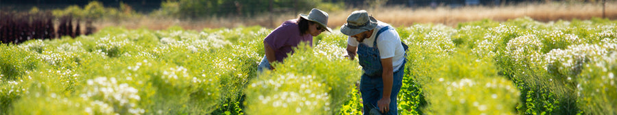 Employment at Territorial Seed | Territorial Seed